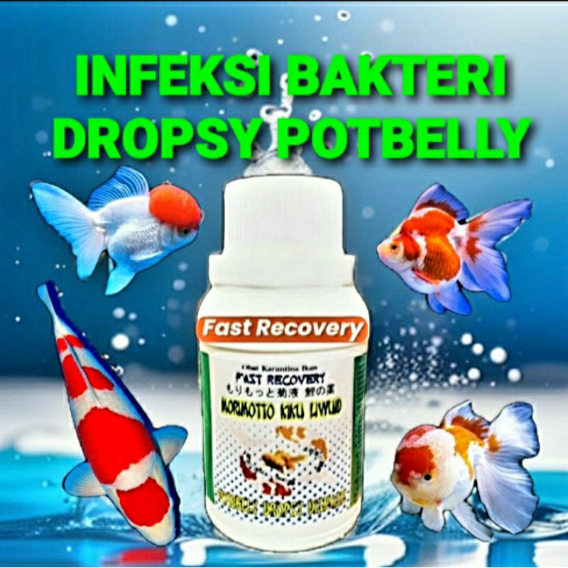 Jual OBAT IKAN DROPSY POTBELLY MORIMOTTO KIKU LIQUID/ PERUT KEMBUNG/BERAK PUTIH | Shopee Indonesia