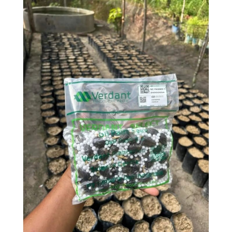 Jual Bibit kelapa sawit verdant select | Shopee Indonesia