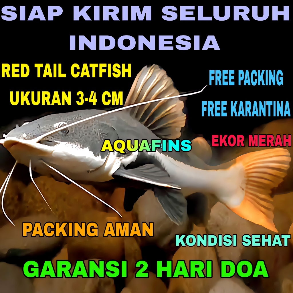 Jual HIASAN LELE AMAZON RED TAIL CATFISH UKURAN 3-4 CM | Shopee Indonesia