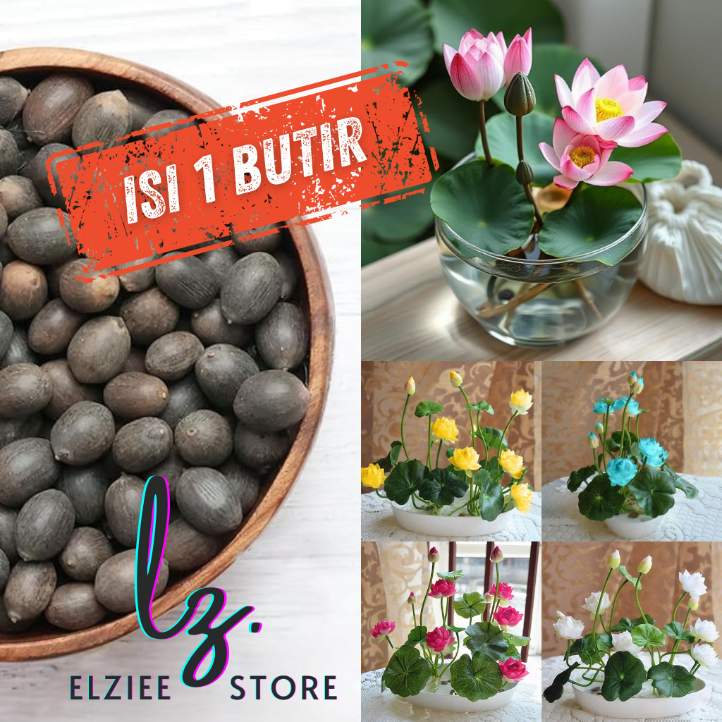 Jual Biji Teratai Jepang Biji Benih Teratai Lotus Mini Biji Bunga ...