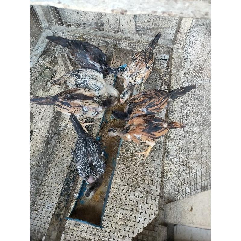 Jual Anak Ayam Siam | Shopee Indonesia