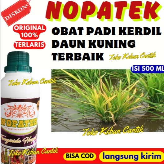 Jual NOPATEK OBAT PADI KERDIL DAUN KUNING TERBAIK Pupuk Padi Daun Kuning Virus Kuning Busuk Buah ...