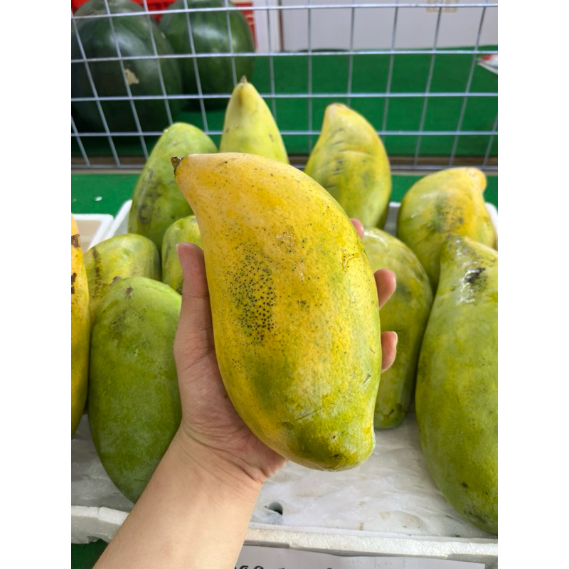 Jual Mangga Mahatir Lokal Jumbo Ukuran besar 1 KILO | Shopee Indonesia