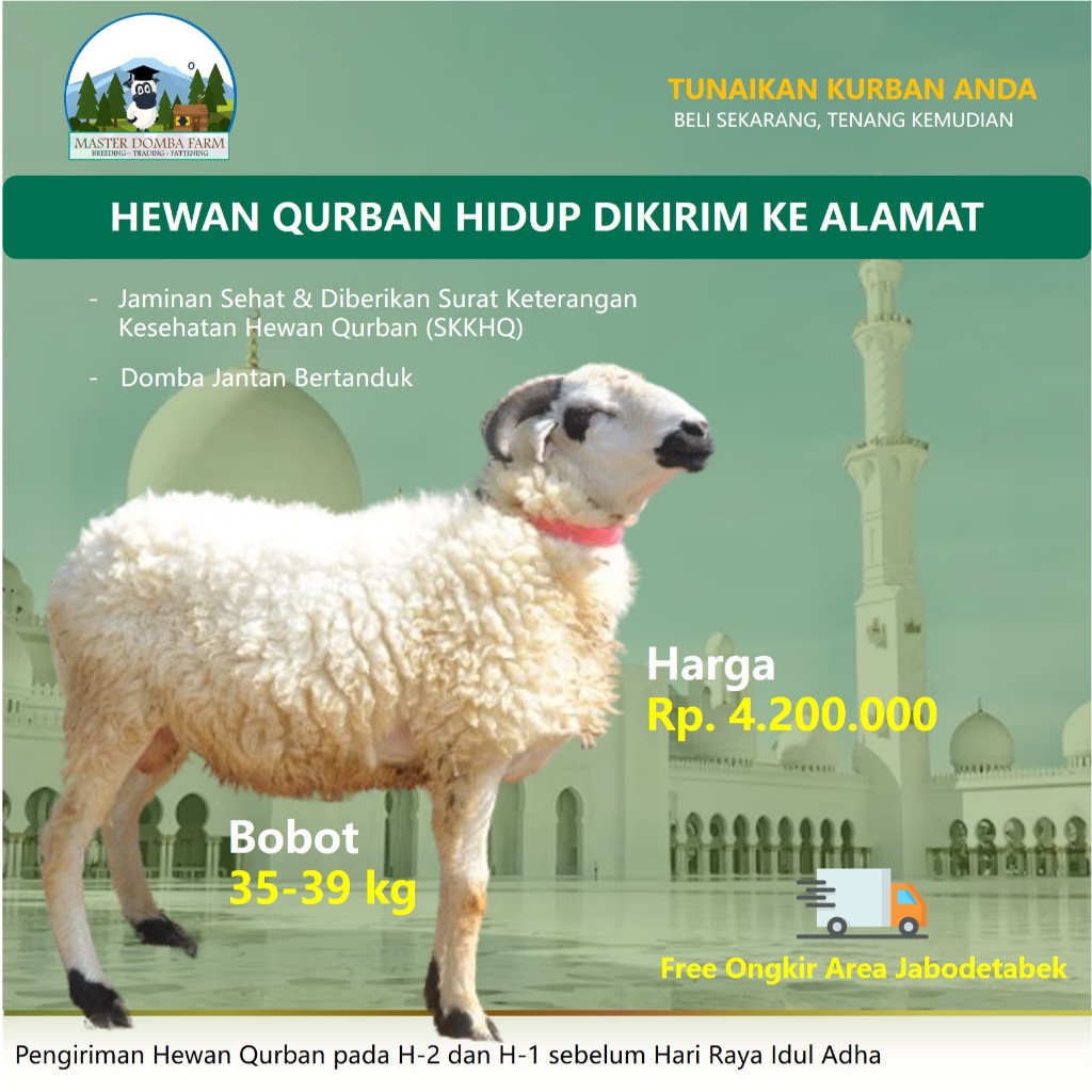 Jual Kambing Qurban Murah / Domba Kurban Bobot 35 kg | Shopee Indonesia