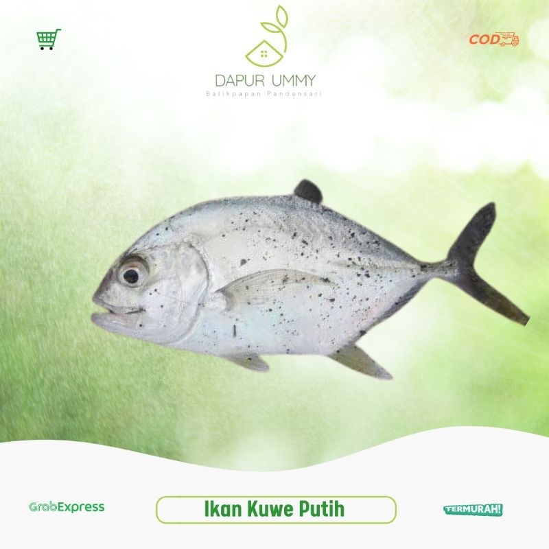 Jual KUWE • Ikan Putih Segar • Kuwe Gepeng Kecil 1kg | Shopee Indonesia