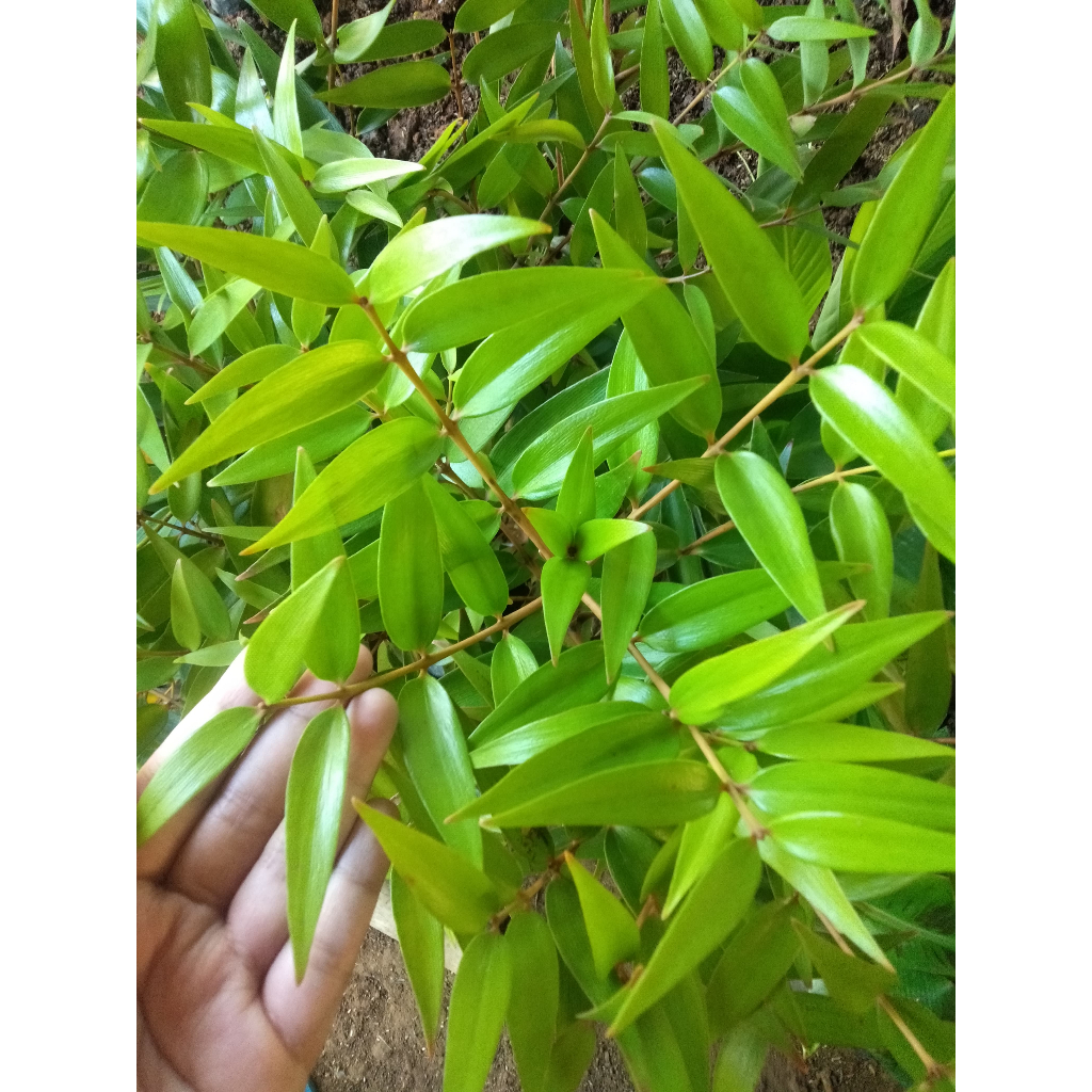 Jual Bibit Tanaman Pohon Damar - Penghasil Getah Damar - Siap Tanam ...