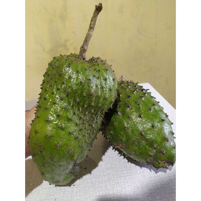Jual sirsak /sirsat tua besar (mentah) berat 1kg | Shopee Indonesia