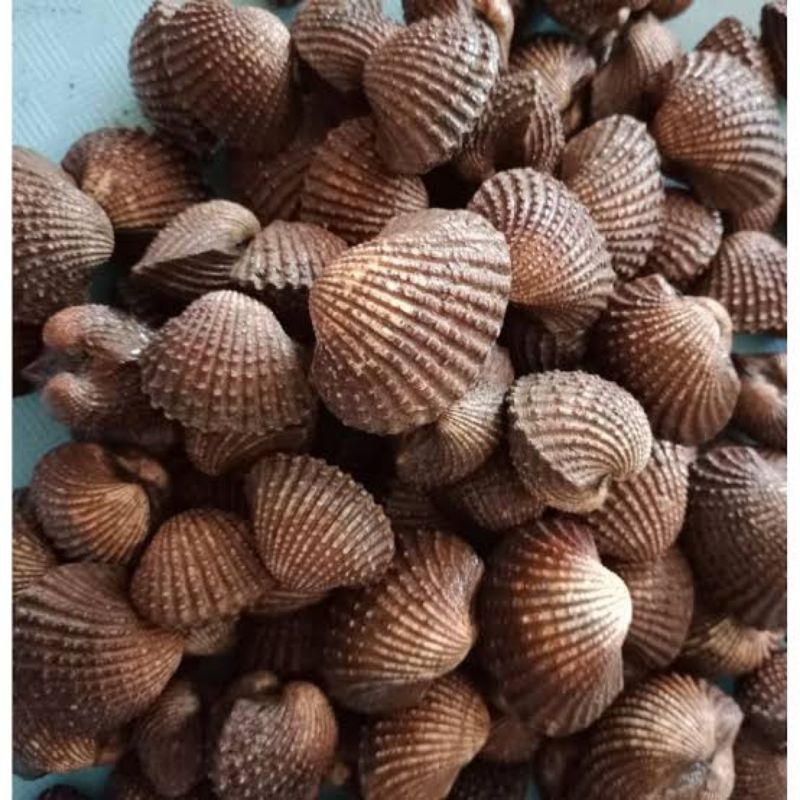 Jual Kerang dara segar fresh pasar flamboyan/ kerang dara fresh segar ...