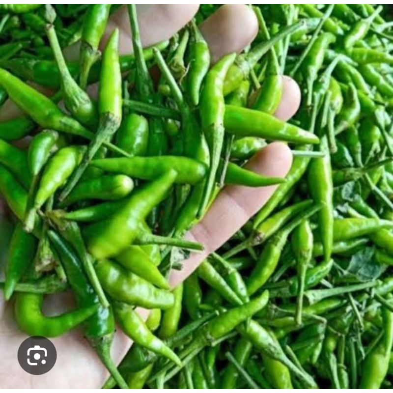 Jual CABE RAWIT BENCONG | Shopee Indonesia