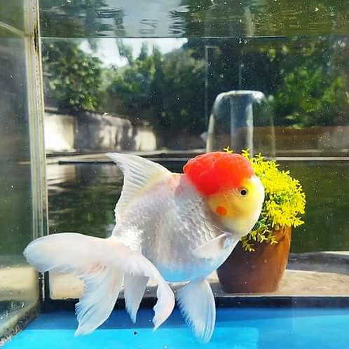 Jual Jual Ikan Mas Koki Oranda Red Cup Jumbo / Ikan Mas Koki RED CAPE ...