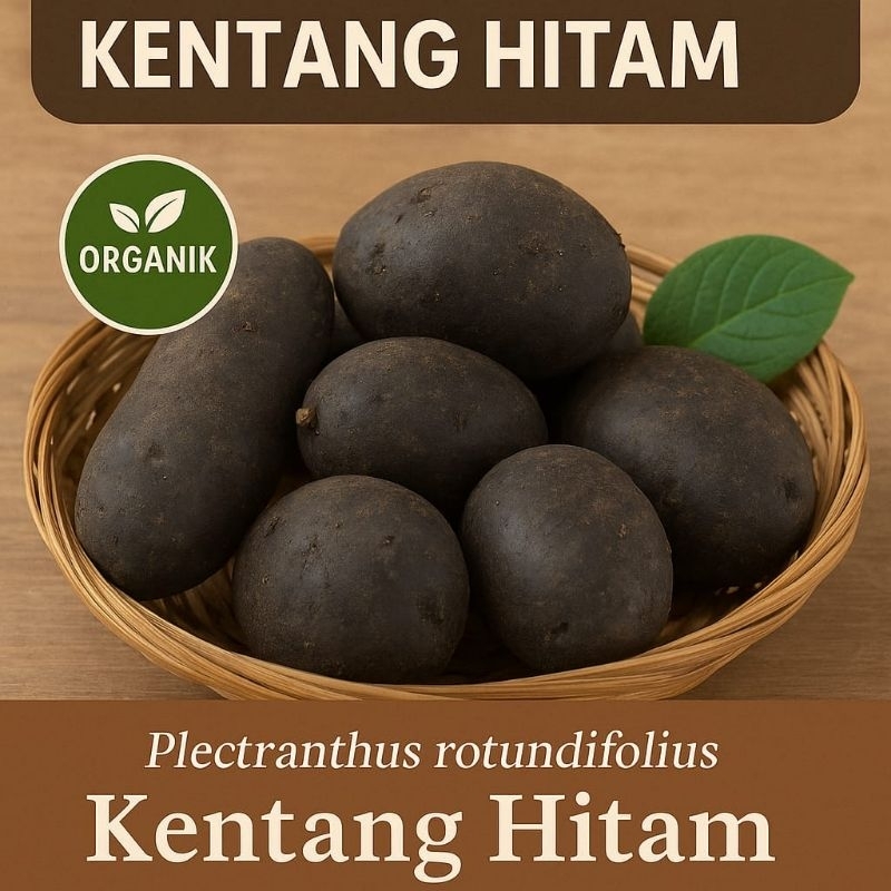 Jual Kentang Hitam Fresh 1kg KENTANG PULEN FRESH UBI HITAM | Shopee ...