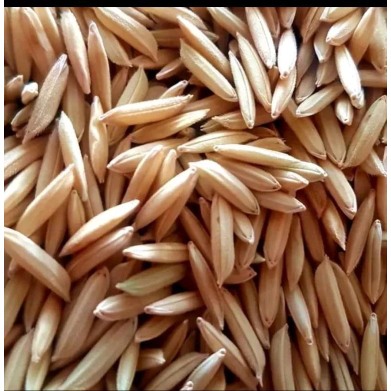 Jual BENIH PADI INPAGO 13 AGRITAN KEMASAN 1KG | Shopee Indonesia