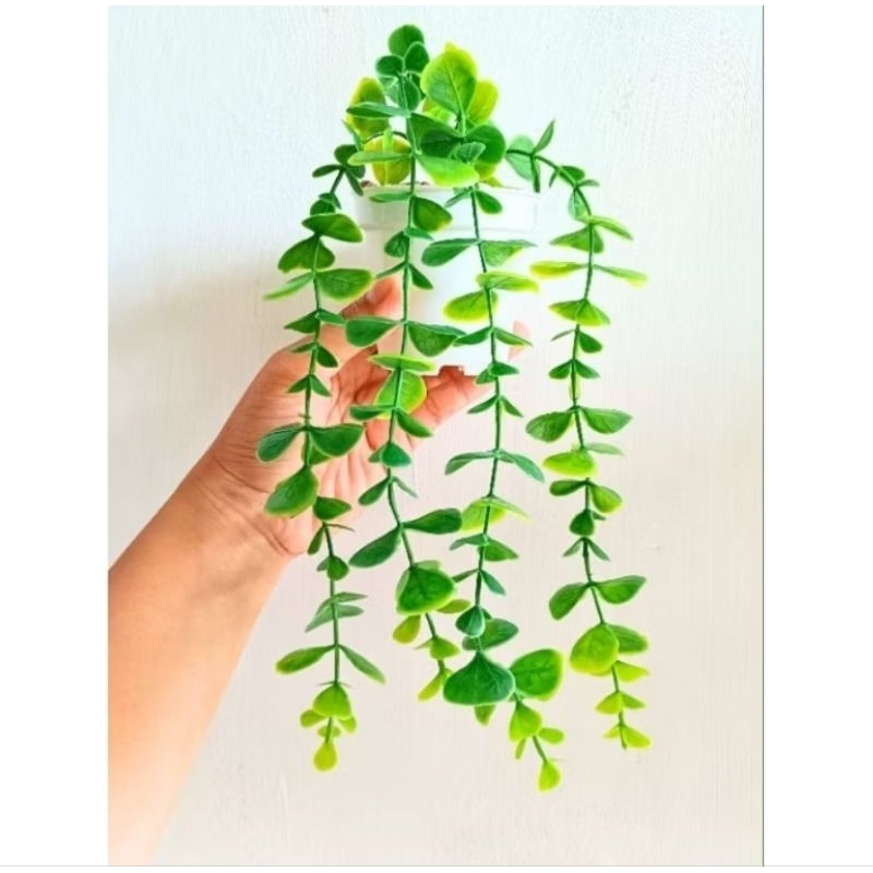Jual BUNGA HIAS TANAMAN JUNTAI DAUN RAMBAT + POT | Shopee Indonesia