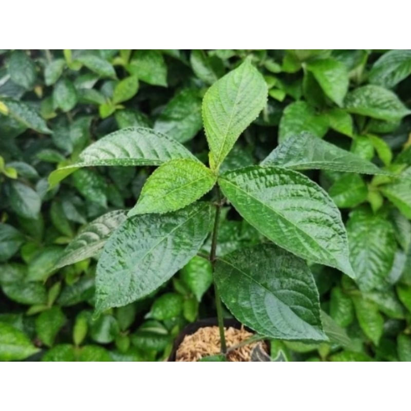 Jual Bibit keji beling/Daun keji beling daun herbal pecah beling ...