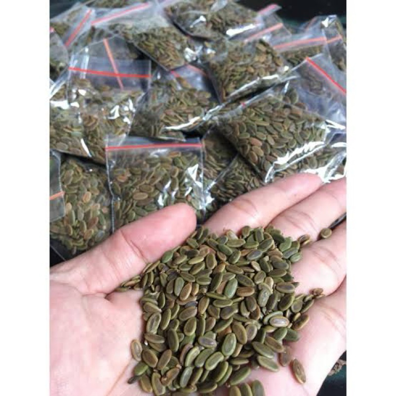 Jual Benih Biji Pohon sengon - Biji Kayu Jeungjing - Tanaman Albasia ...