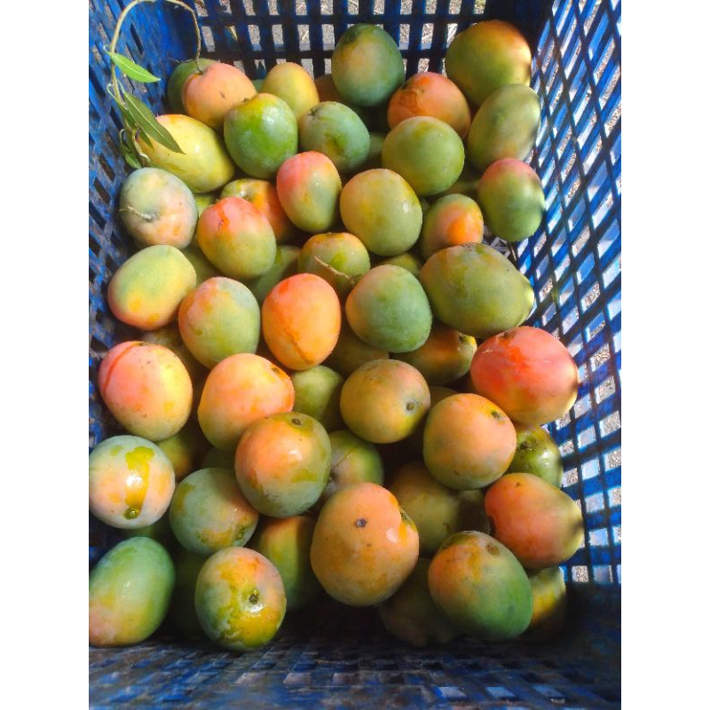 Jual mangga gedong gincu asli cirebon fresh 1kg | Shopee Indonesia