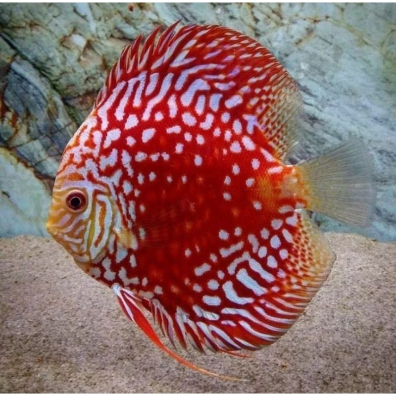 Jual Discus red panda // Ikan hias aquarium | Shopee Indonesia
