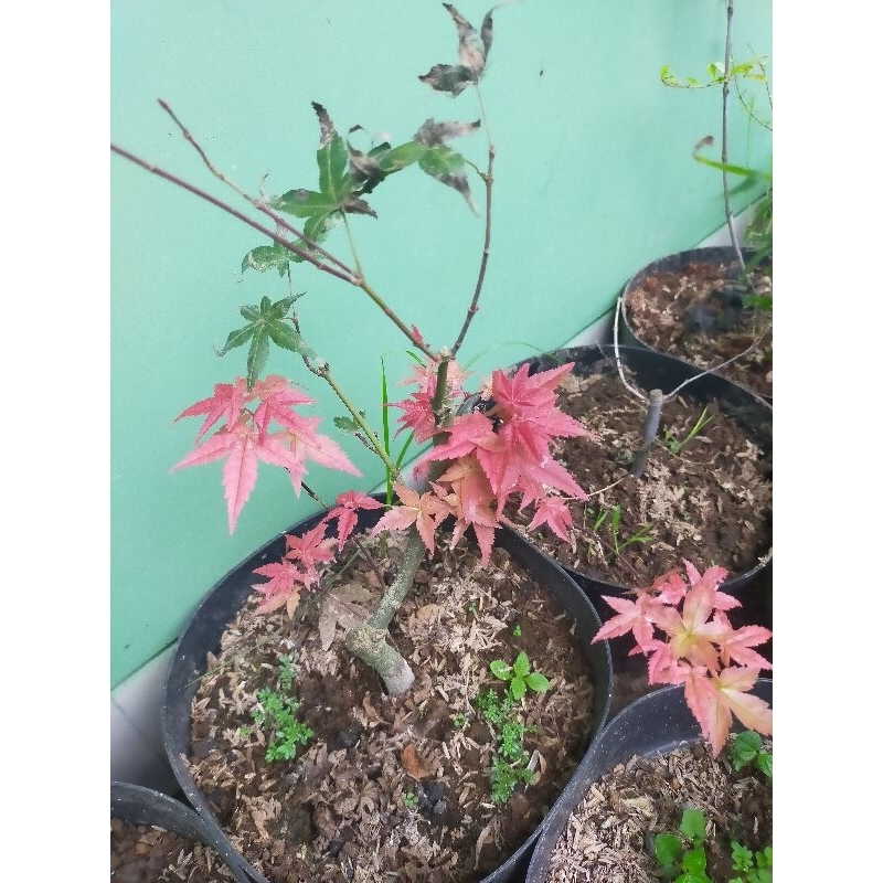 Jual Paket 3 Jenis Acer Palmatum Maple Jepang/ Red Maple Japanese ...
