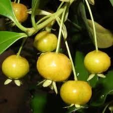 Jual Tanaman Yellow Pitomba atau Cherry kuning | Shopee Indonesia