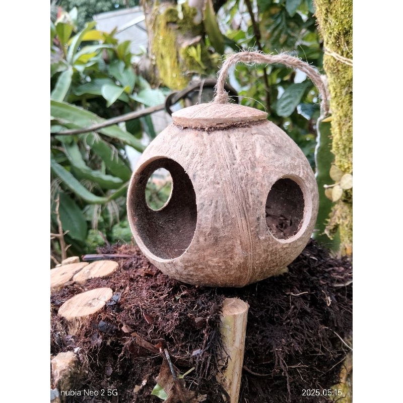 Jual Glodok burung batok kelapa dua jendela | Shopee Indonesia