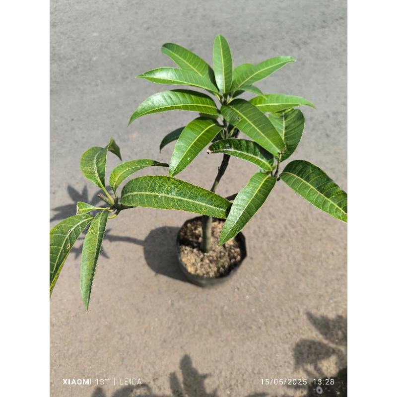 Jual bibit mangga kombinasi 3in1 (yuwen6+red ivory+r2e2) | Shopee Indonesia