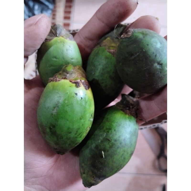 Jual buah pinang muda segar organik 500gram | Shopee Indonesia