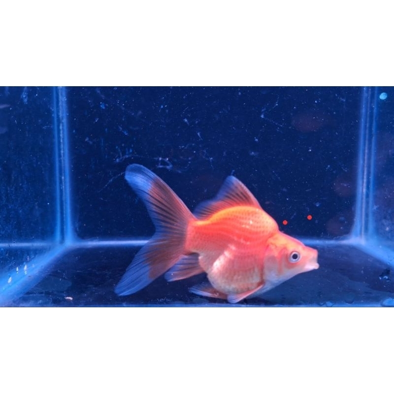 Jual Koi Short Body / KOI TAMASABA 7-9CM (ada 3 warna) | Shopee Indonesia