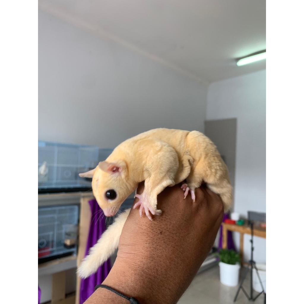 Jual Petaurus breviceps / sugar gleider mosaic mozaik Joey | Shopee ...