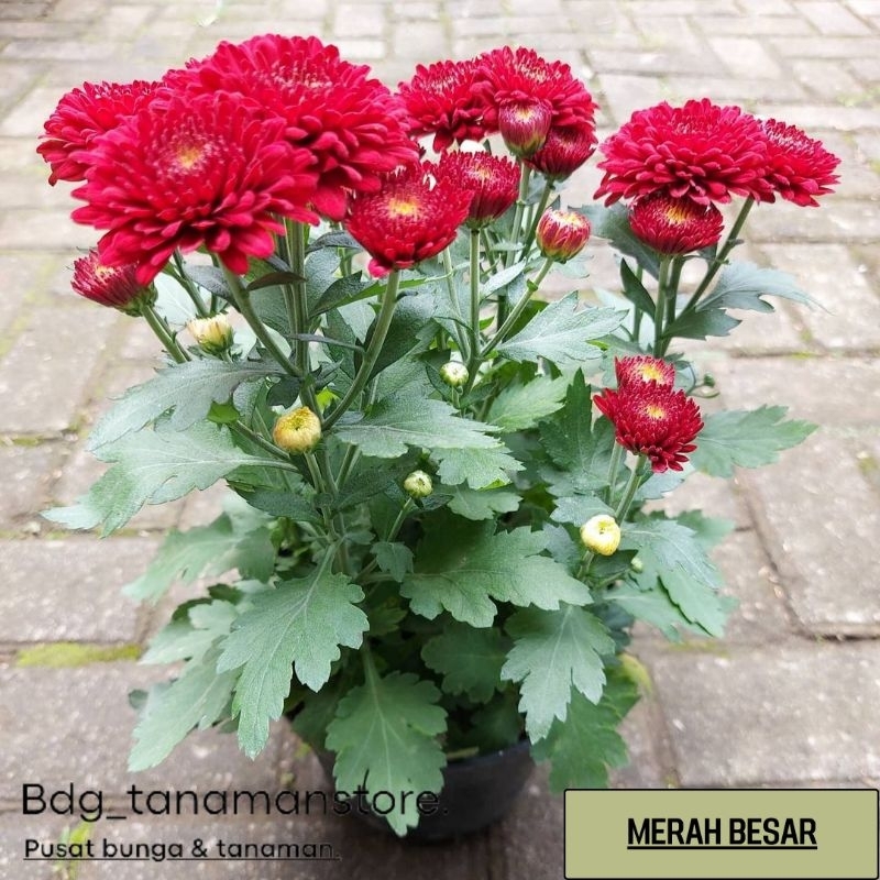 Jual TANAMAN BUNGA KRISAN SERUNI ASTER BERBUNGA CANTIK | Shopee Indonesia