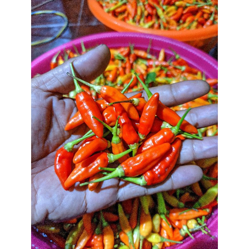 Jual cabe rawit merah segar 1kg / cabai rawit pedas segar 1kg | Shopee ...