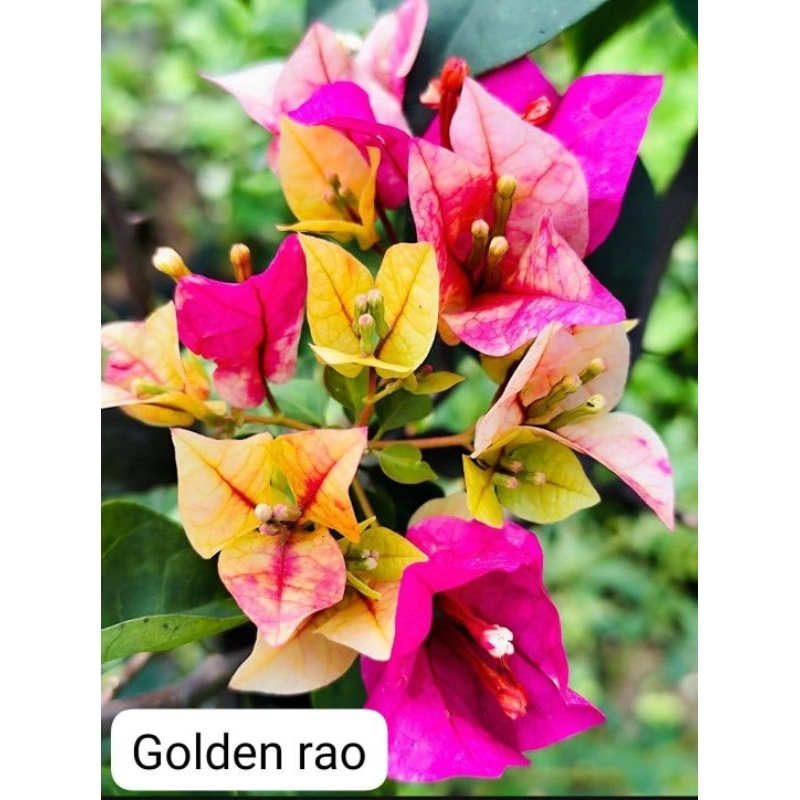 Jual bugenvil golden rao | Shopee Indonesia