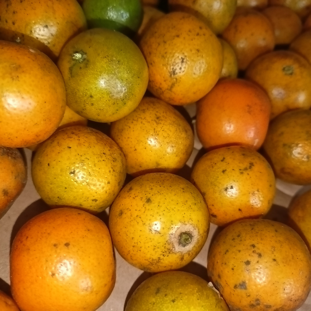 Jual Jeruk Sonkit Pontianak Fresh | Baru Petik dari Kebun | Jeruk Peras ...