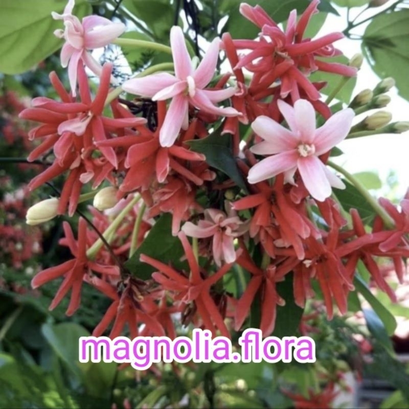 Jual [ TUMPUK ] Quisqualis indica / melati belanda bunga tumpuk / bibit ...