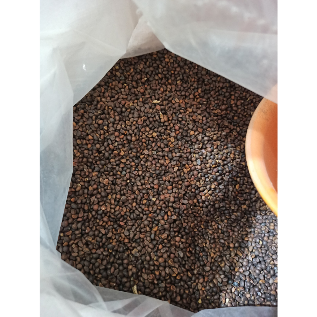 Jual Bibit Benih Kangkung Kemasan 100 - 250 g | Dijamin Tumbuh Kualitas ...