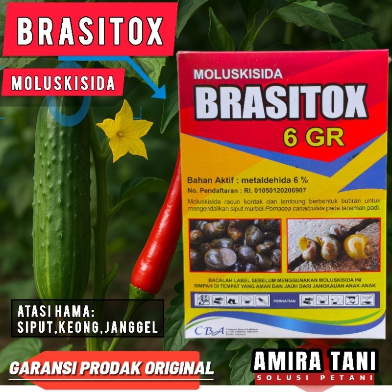 Jual MOLUSKISIDA BRASITOK HAMA SIPUT DAN KEONG SAWAH | Shopee Indonesia