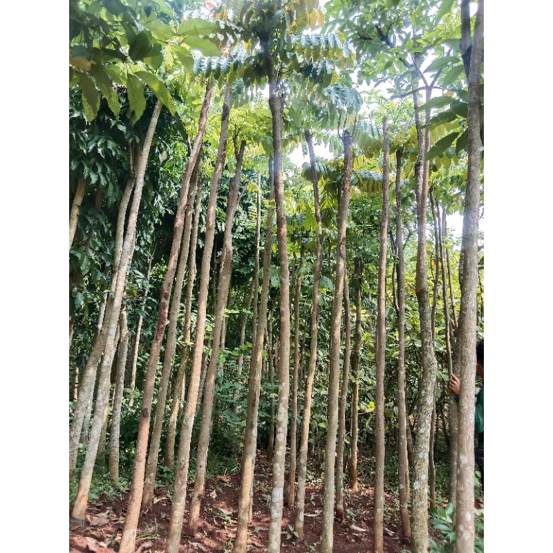 Jual Pohon mahoni uganda tinggi pohon 4 meter - tanaman peneduh ...