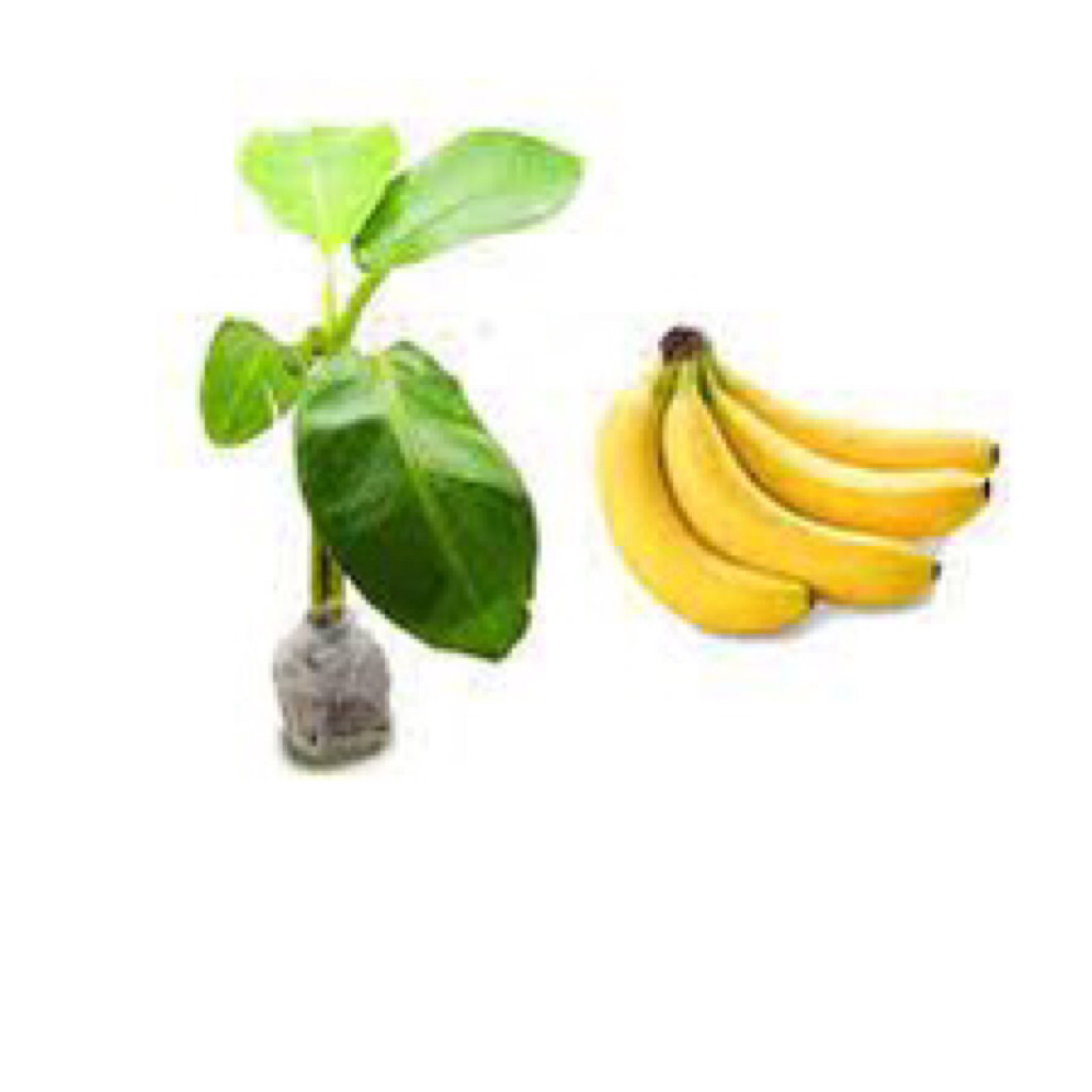 Jual Bibit Pohon pisang Raja Bulu ( Paket 3 bibit pohon) | Shopee Indonesia