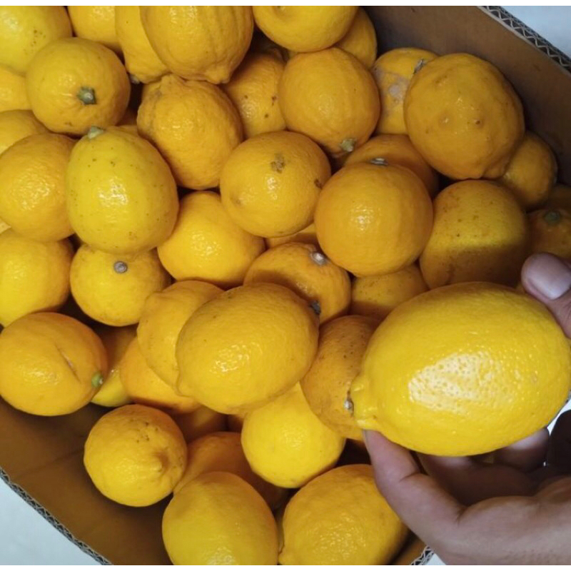 Jual Jeruk Lemon Peras Super Kuning Per 2kg Minuman Segar - Mama, Meal ...