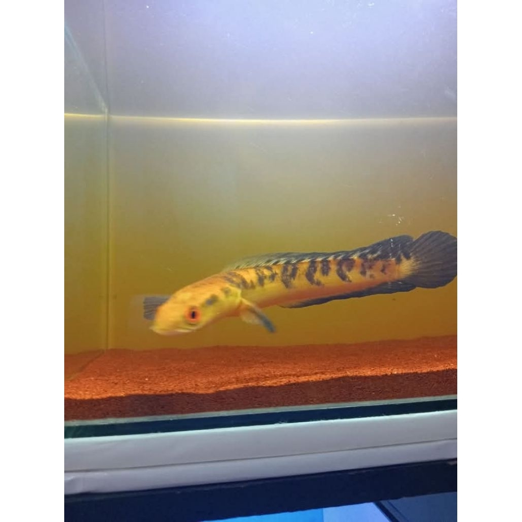 Jual maru Ys yellow sentarum 15-20cm | Shopee Indonesia