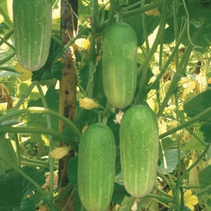 Jual BENIH/BIJI TIMUN CITRA BABY (50 butir) | Shopee Indonesia