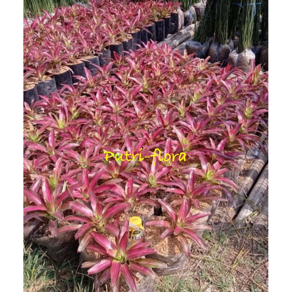 Jual bromelia tricolor besar | Shopee Indonesia