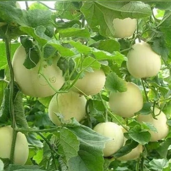 Jual BENIH/BIJI MELON APEL (15 butir) | Shopee Indonesia