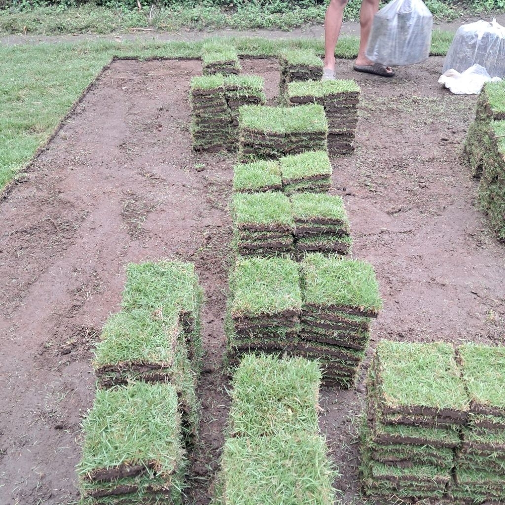 Jual rumput jepang/rumput kuburan/paket rumput untuk makam | Shopee ...