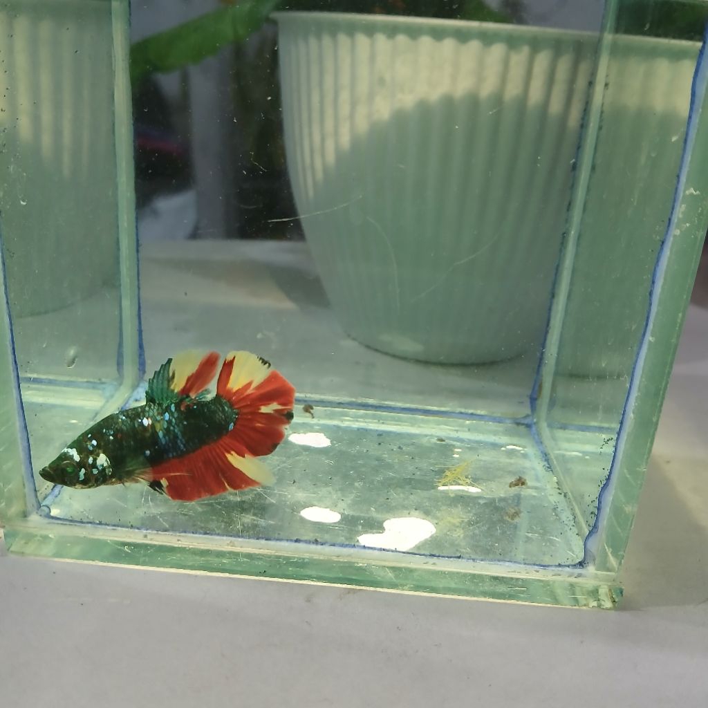 Jual (886) Hiasan Akuarium Plakat Avatar Gordon Nemo Hulk / Foto Asli ...