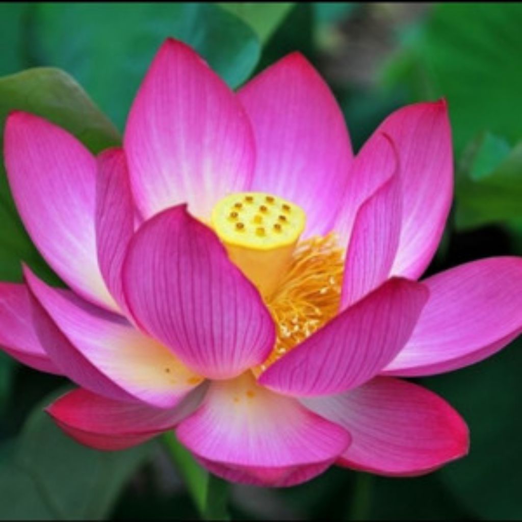 Jual Benih Bibit biji - Bunga lotus seroja teratai aquatic plant water ...