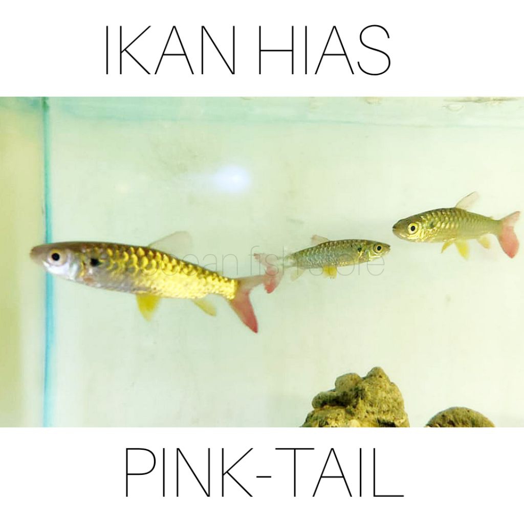 Jual Ikan Hias Air Tawar Pink-Tail Hiasan Aquarium Aquascape | Shopee ...