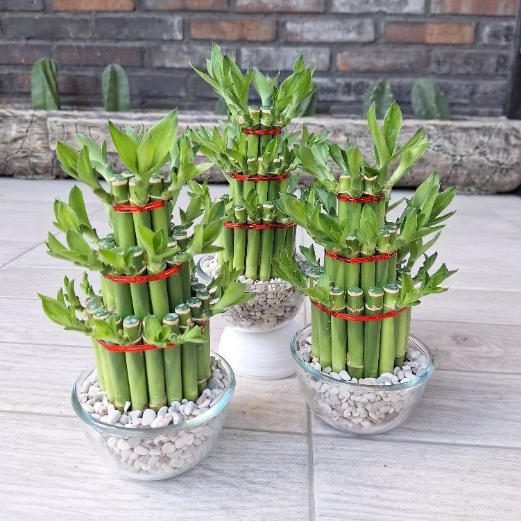 Jual Bambu Hoki Full Set Siap Pajang Tanaman Hias Indoor Outdoor ...