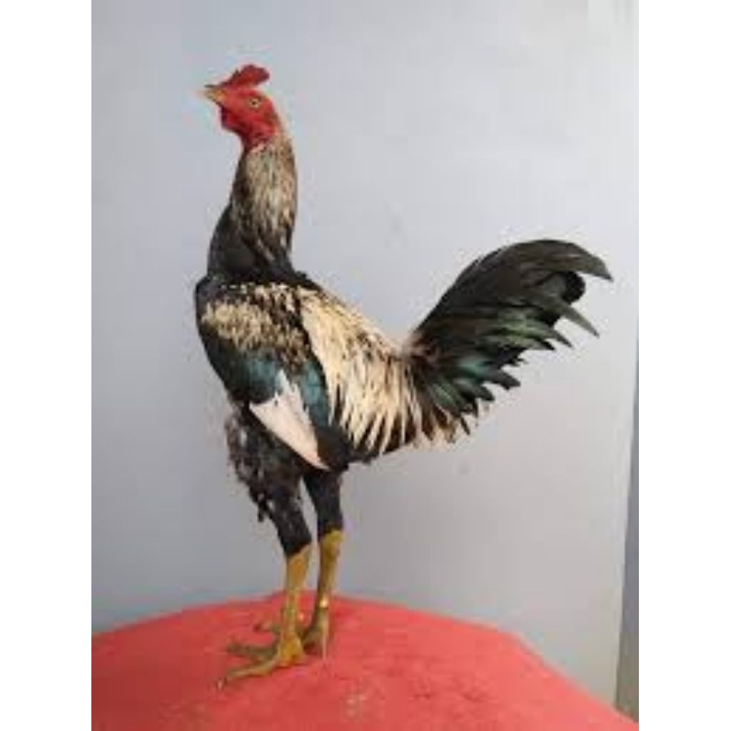 Jual paket hemat 5 Telur Ayam Pama Ninja Wido/Widu fertil siap untuk ...