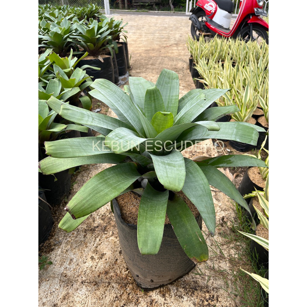 Jual Bromelia Giant Silver Jumbo - Tanaman Hias Bromelia Giant Silver ...