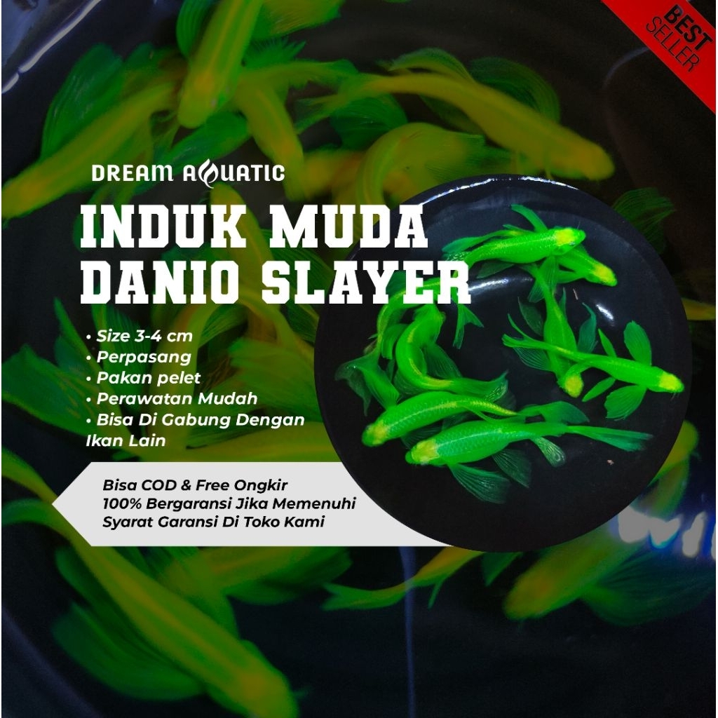 Jual JUAL 1 PASANG INDUK MUDA DANIO SLAYER HIJAU HIASAN AQUARIUM ...